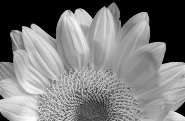 23 Impressive Infrared Photos - Photoshop Tutorials