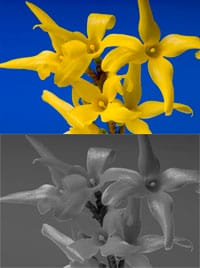 Create Striking Photos with Good Color Contrast - Photoshop Tutorials