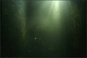 Create an Underwater Dreamscape in Photoshop - Photoshop Tutorials