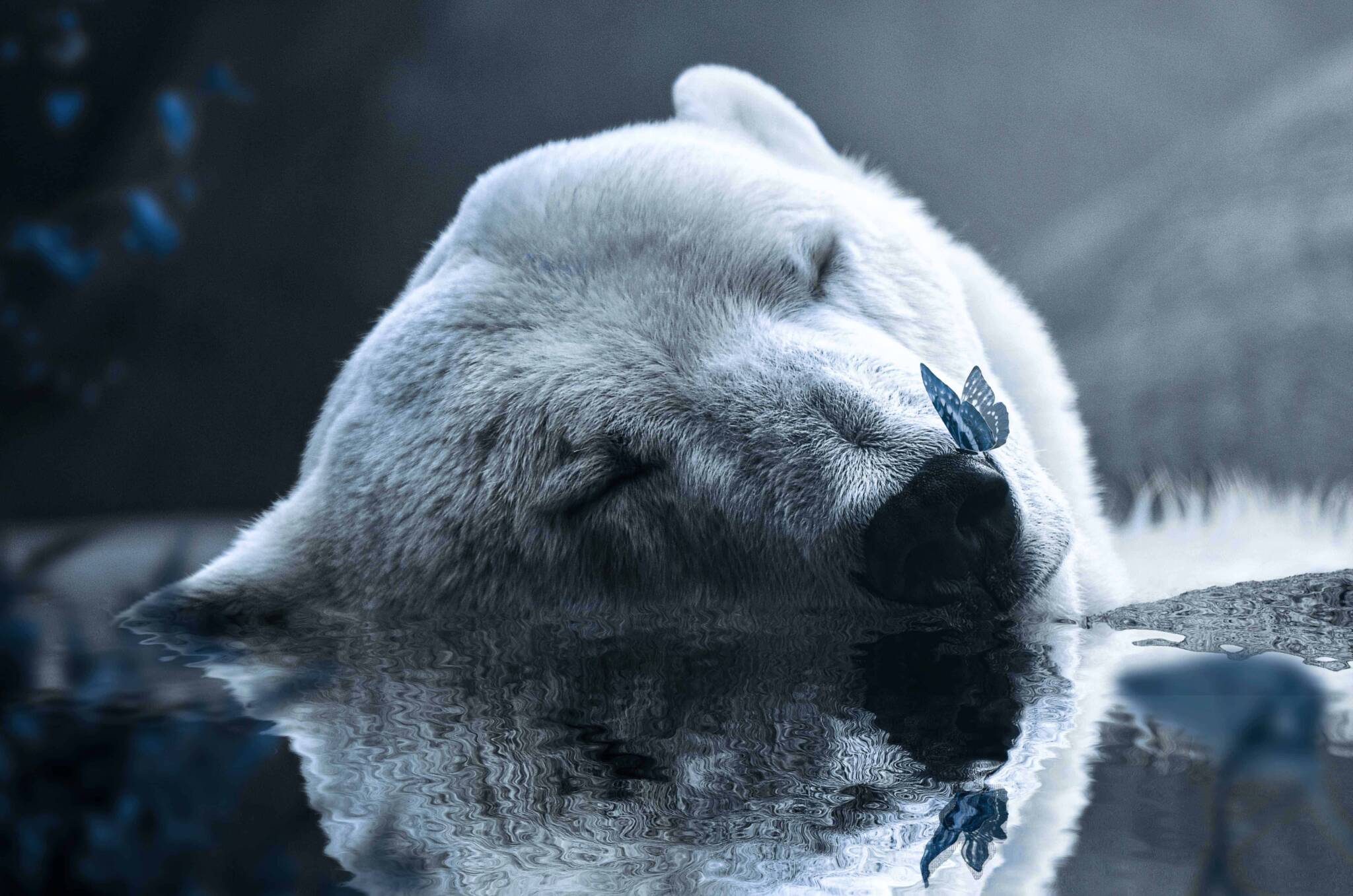 Create a Photo Manipulation of a Polar Bear - Photoshop Tutorials
