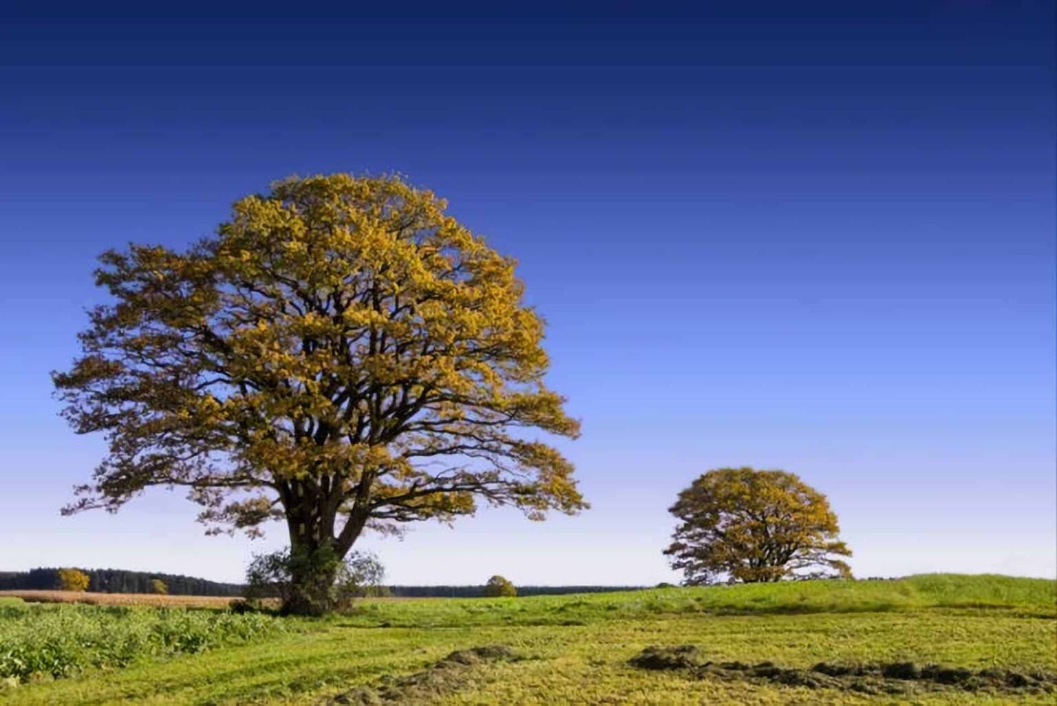 Quick Tip: Erase Backgrounds Quickly With The Background Eraser Tool ...