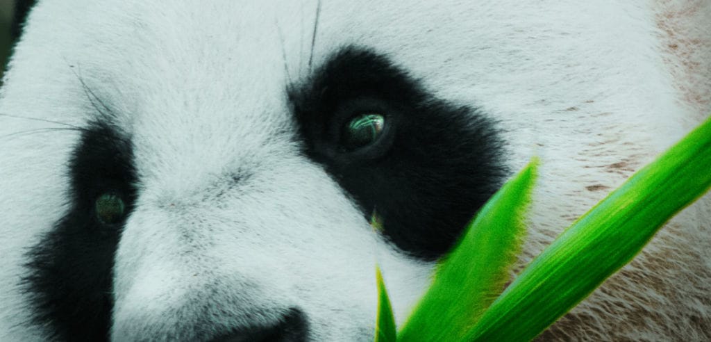 Create a Photomanipulation of Panda | Photoshop Tutorials