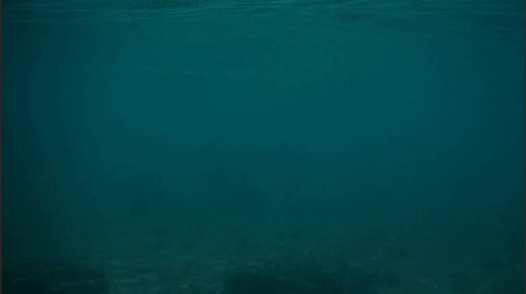 Create a Photomanipulation of a Shark and a Diver - Photoshop Tutorials