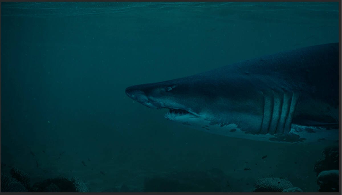 Create a Photomanipulation of a Shark and a Diver | Photoshop Tutorials