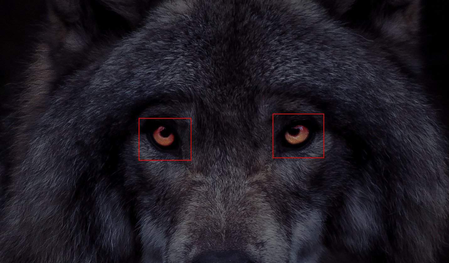 Create a nature scene of Wolf in flowers Photoshop Tutorial - Photoshop ...