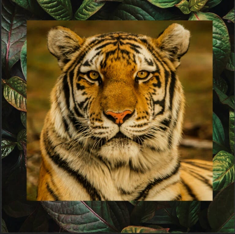 Floral Tiger Photo Manipulation Tutorial - Photoshop Tutorials