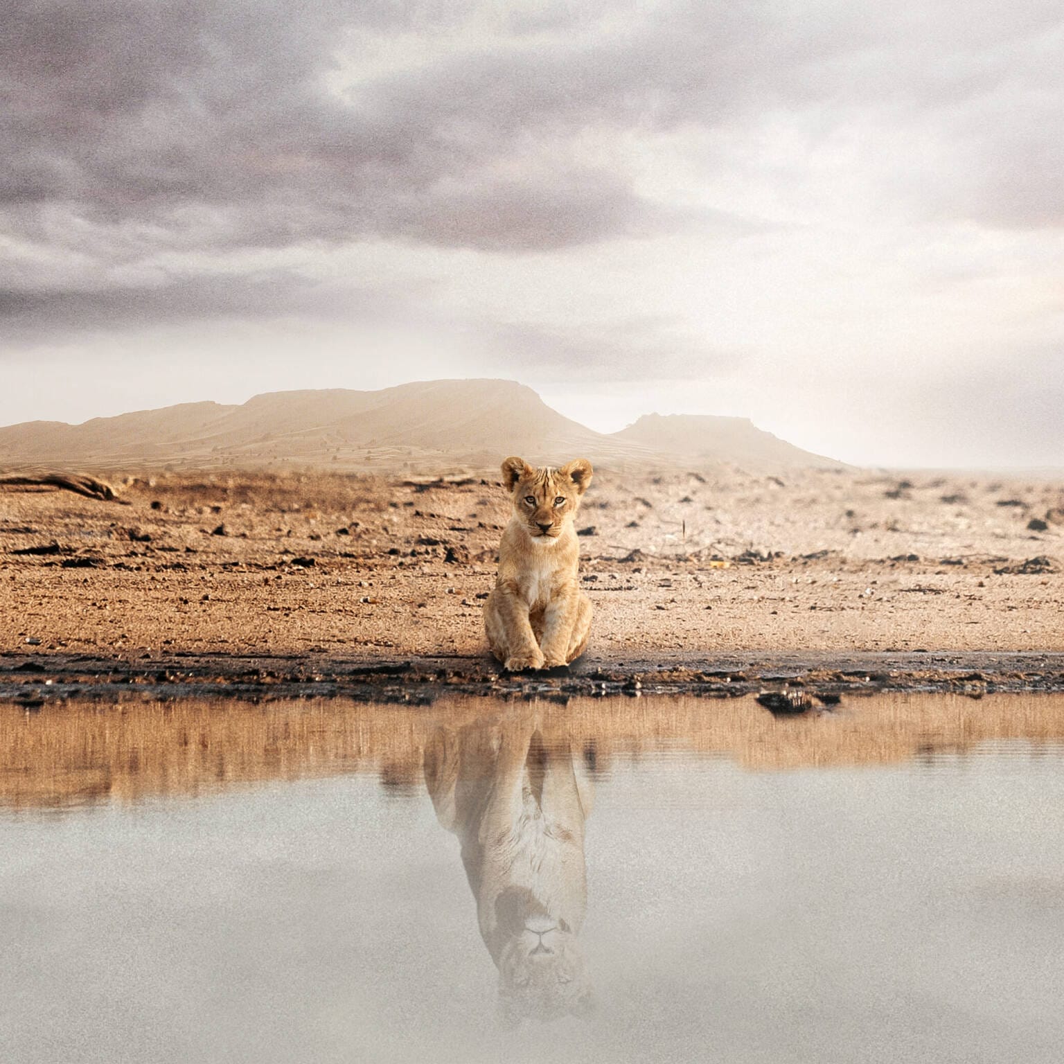 How to Create a Lion Reflection in the Water Photo Manipulation ...